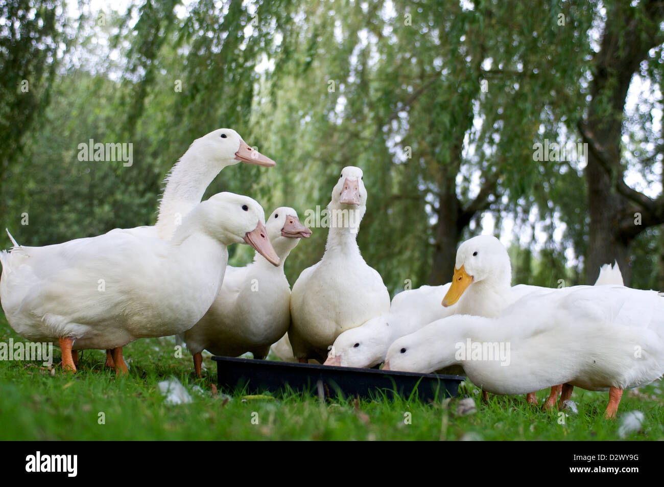 Aylesbury duck hi-res stock photography and images - Alamy