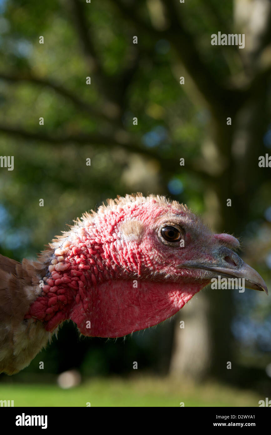 Head of a Turkey close up with blurry garden in the background Stock ...