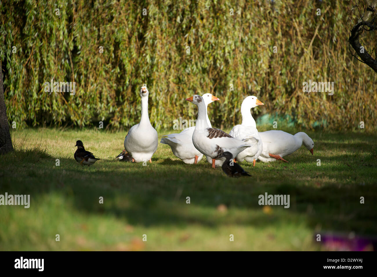 Geese on Lawn in front of willow tree with small mandarin ducks Stock ...
