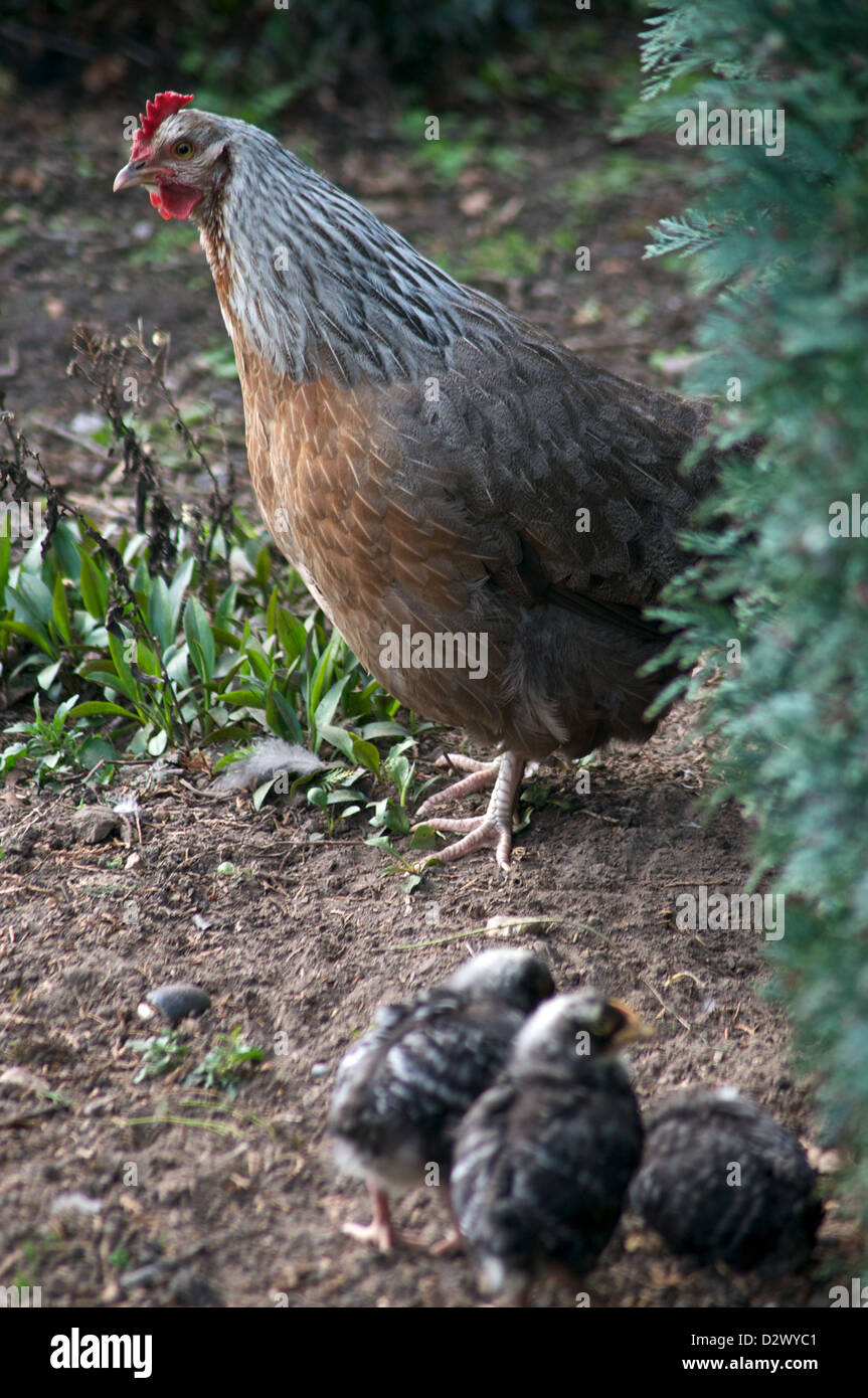 Female Chicken (Hen) looks after her chicks Stock Photo - Alamy