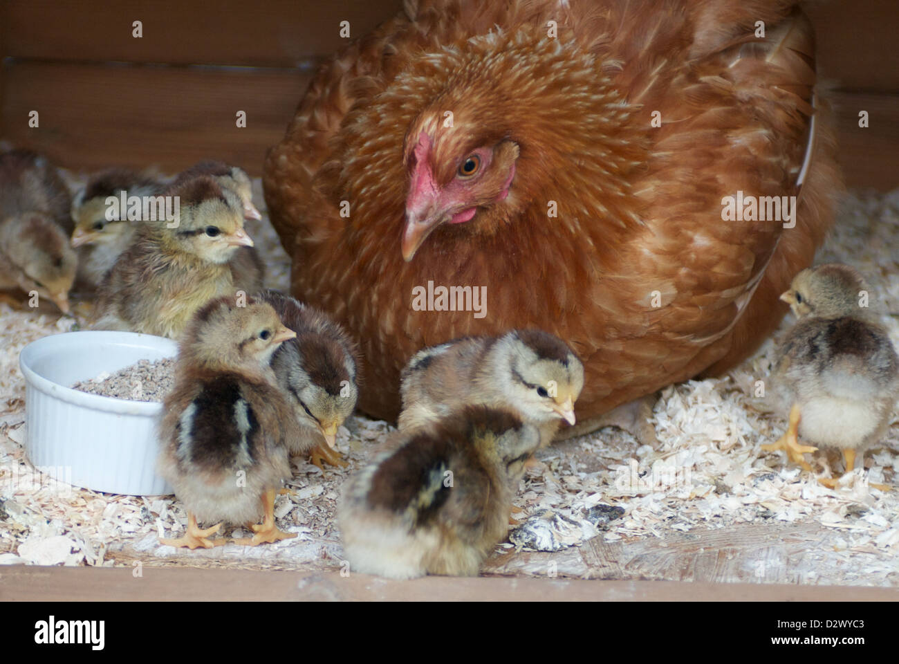 Female chicken hi-res stock photography and images - Alamy
