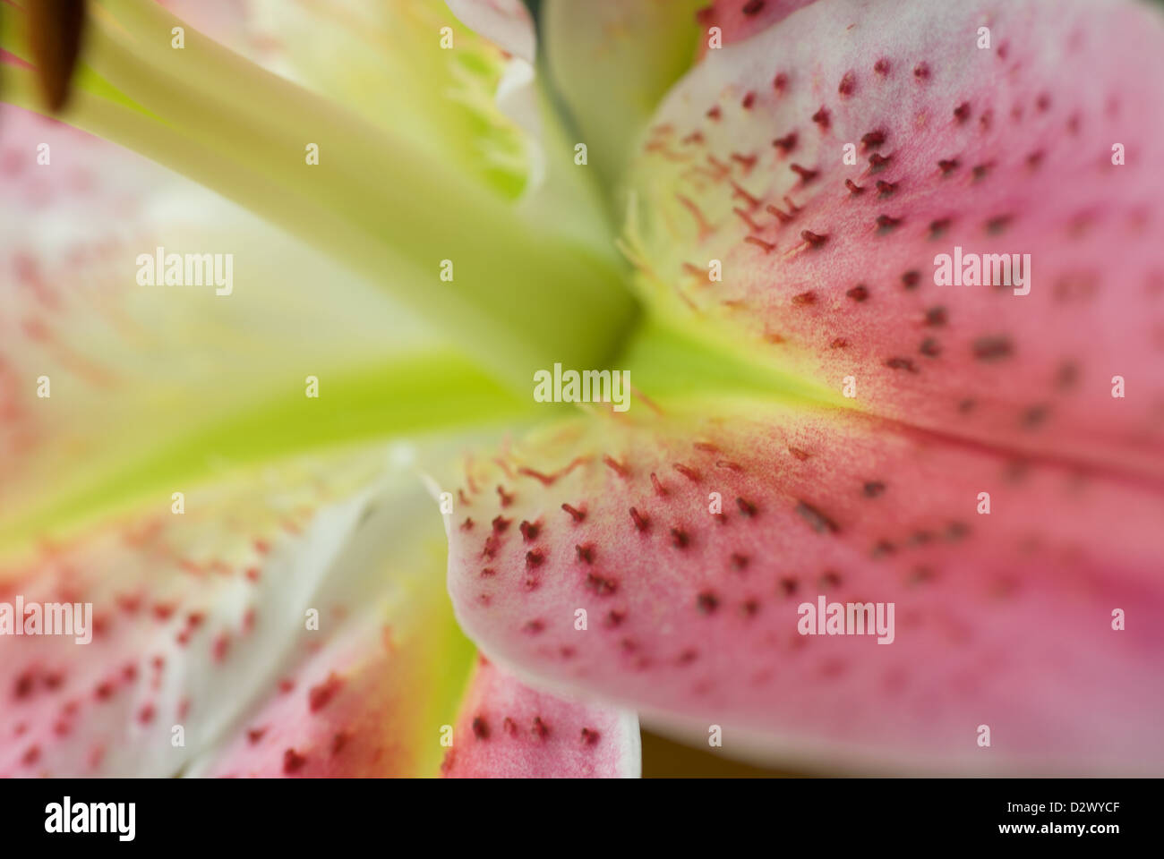 Closeup picture of a Lilly Stock Photo - Alamy