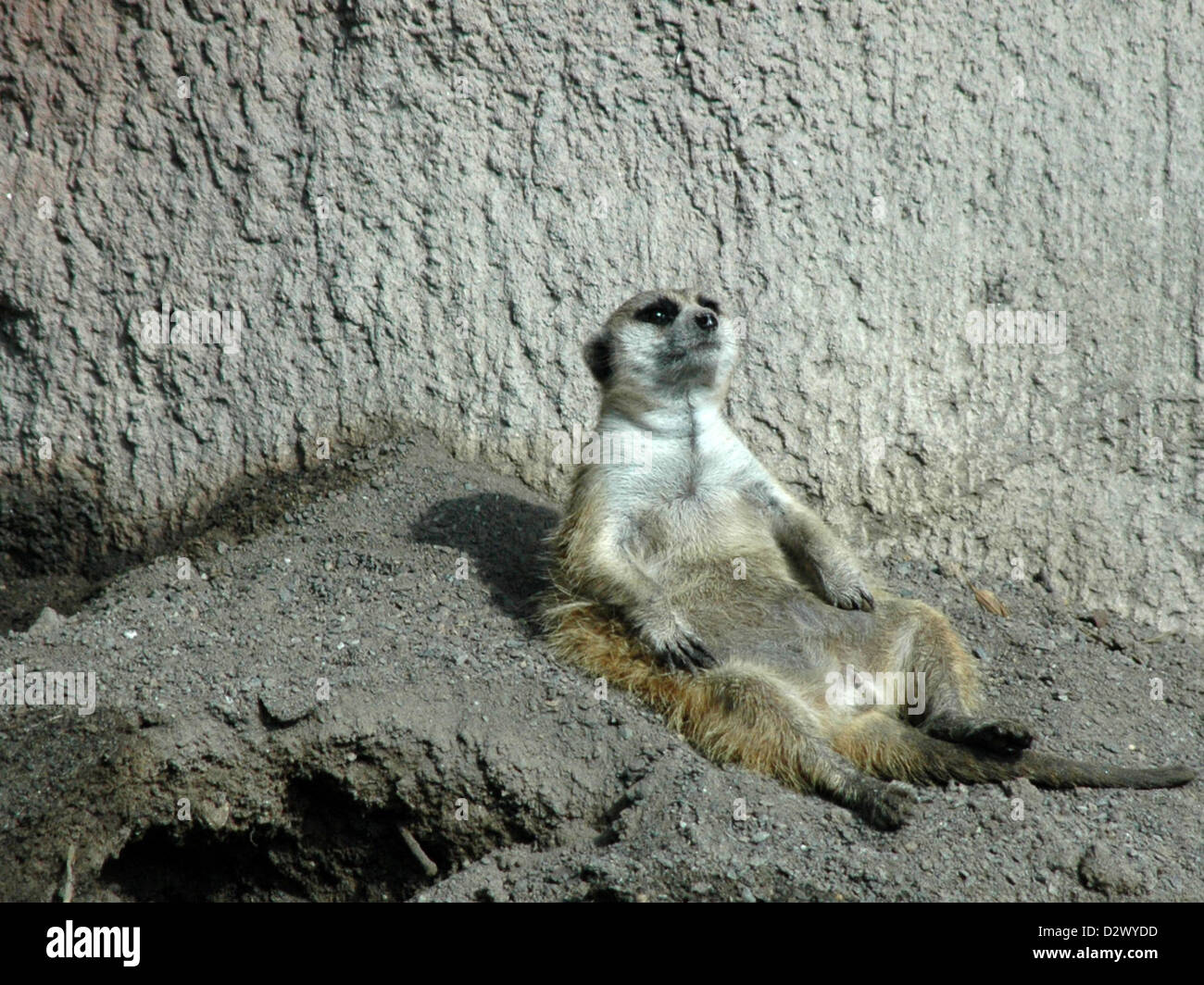 A Meerkat Relaxes in the Sun sitting on his back Stock Photo - Alamy