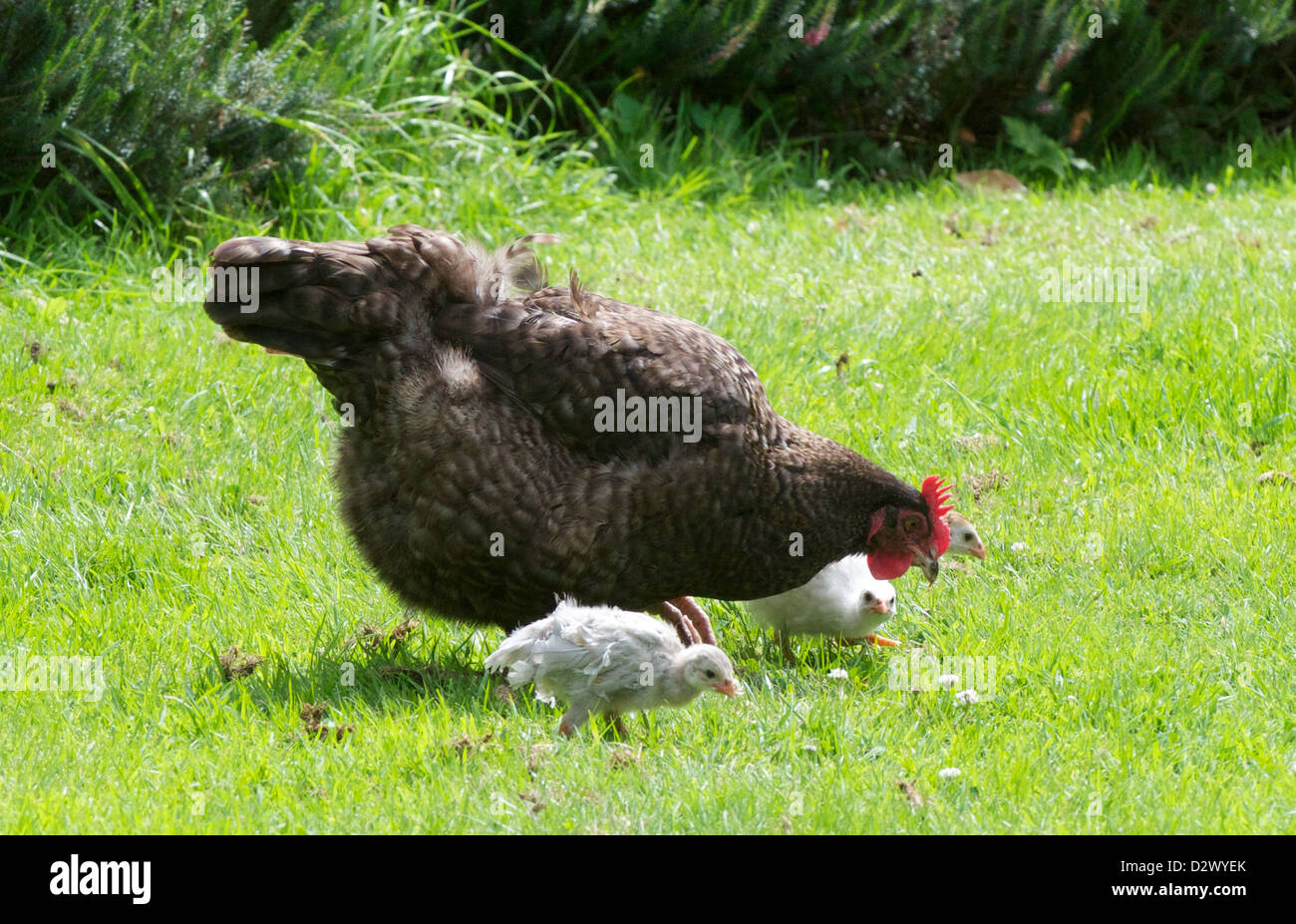Mother Hen with Chicks on Lawn Stock Photo - Alamy