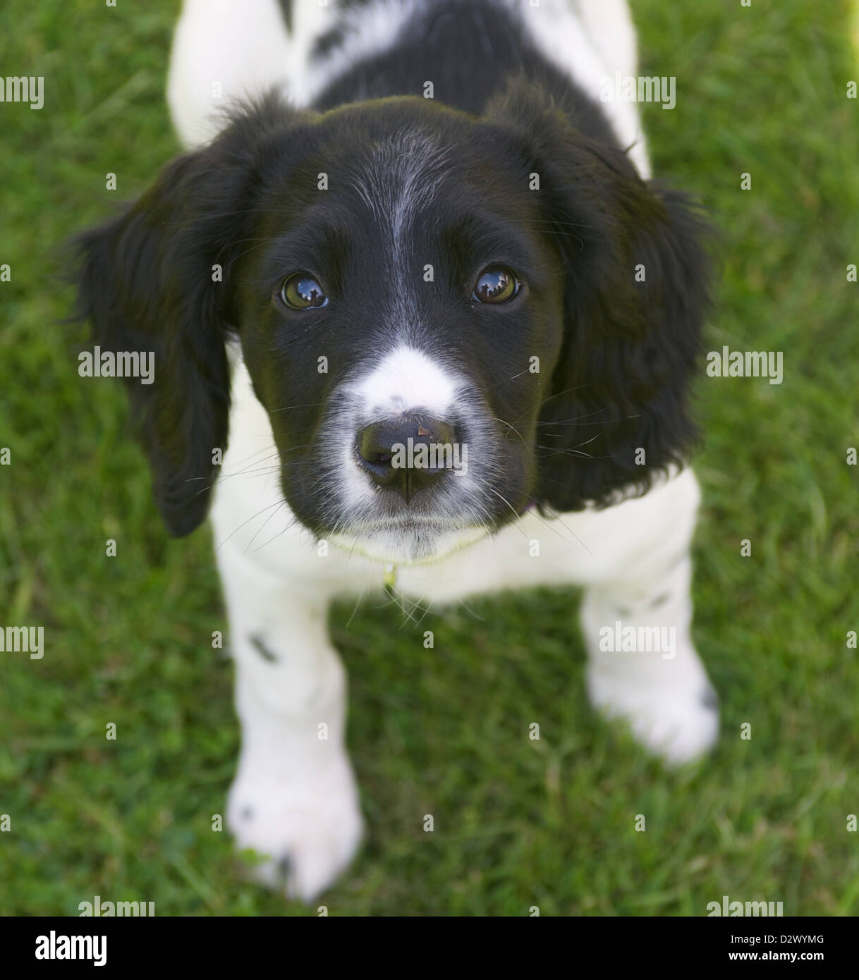 Very cute springer spaniel looking up on lawn Stock Photo - Alamy