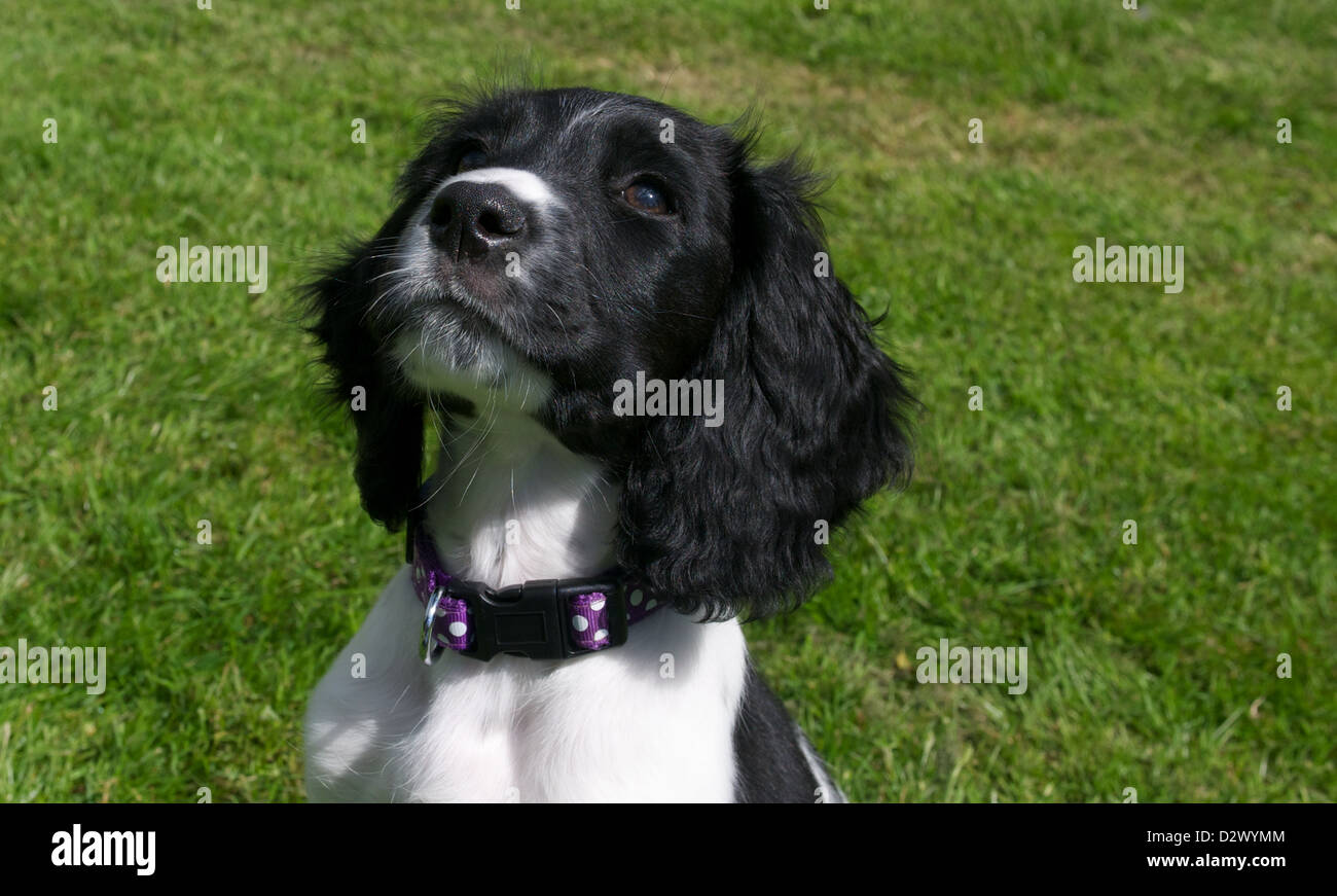 Very cute springer spaniel looking up on lawn Stock Photo - Alamy