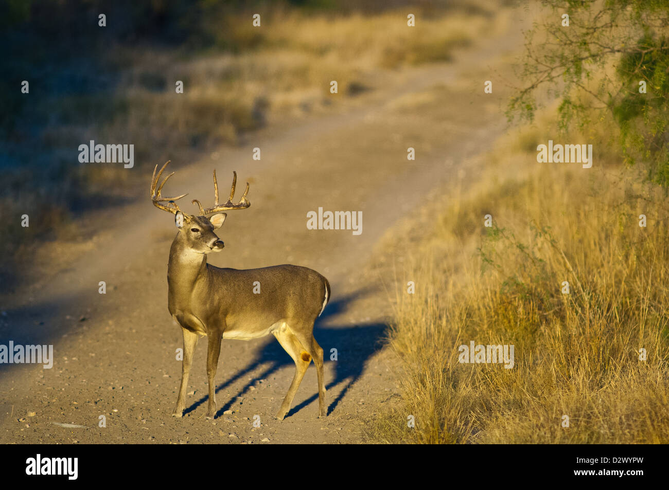 Whitetail buck deer (Odocoileus virginianus) near Spofford Texas Stock ...
