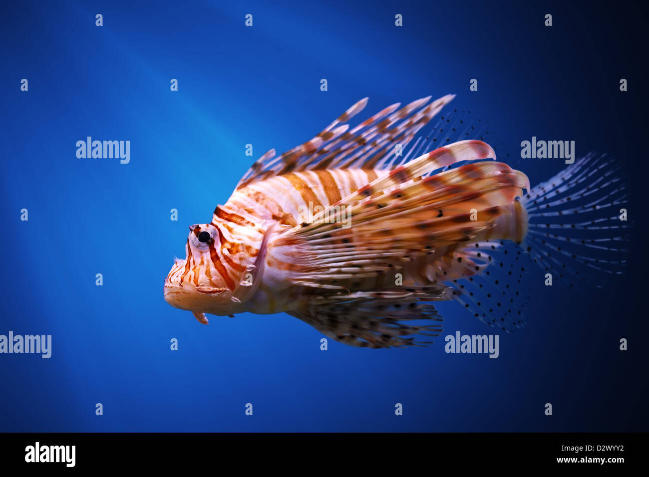 Close up view devil firefish hi-res stock photography and images - Alamy