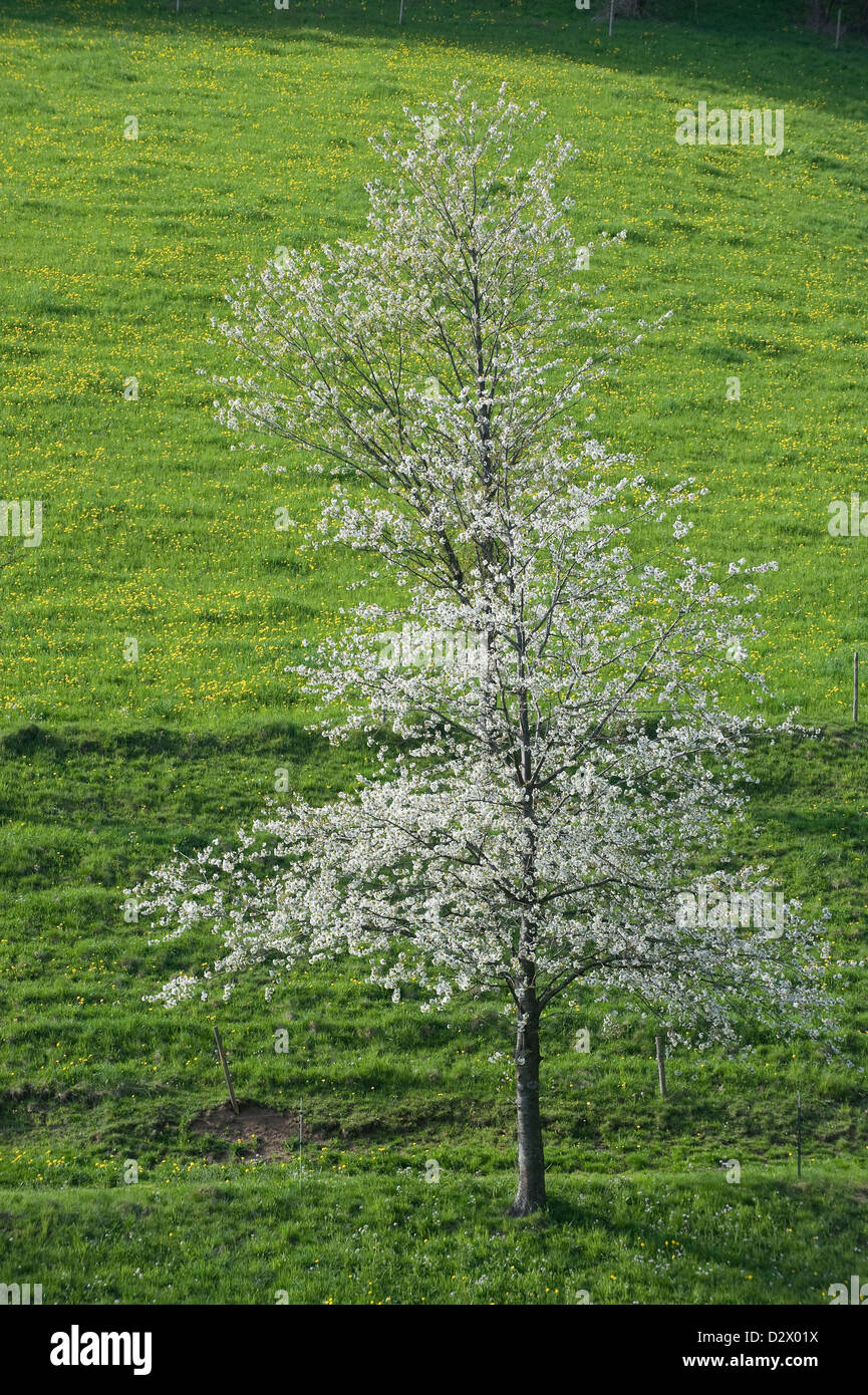 Elzachtal, Germany, blue budding fruit tree in a meadow Stock Photo - Alamy