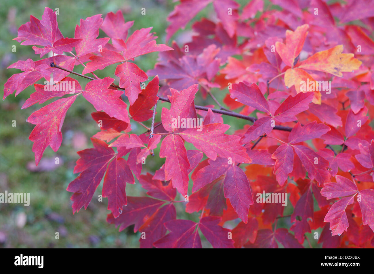 Paper bark hi-res stock photography and images - Alamy
