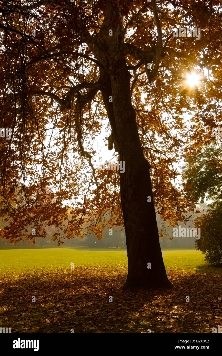 Margaret Island Budapest Hungary Stock Photo - Alamy