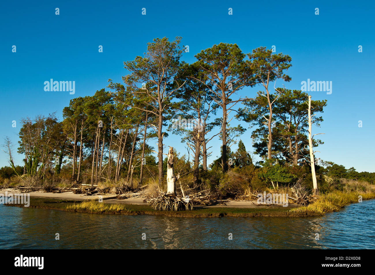 Low tide on the Virginia shore of Chesapeake Bay Stock Photo - Alamy