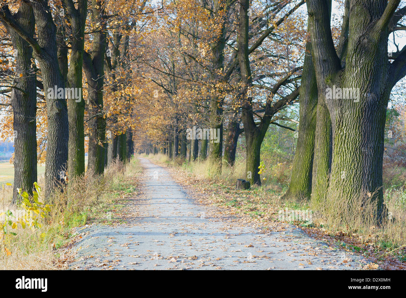 Autumn lane with old oak trees on both sides Quercus robur Stock Photo ...