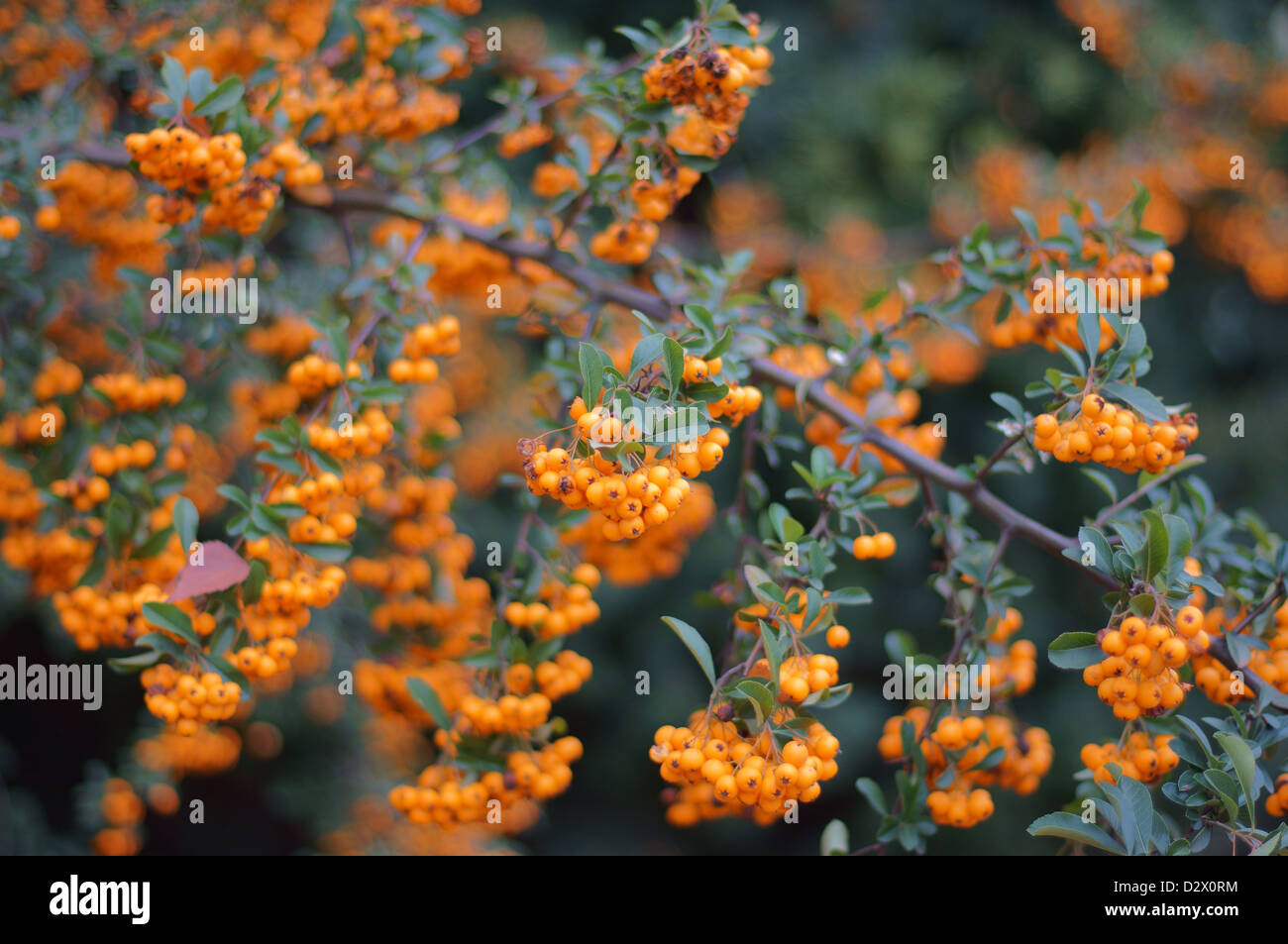 Firethorn Pyracantha orange berries Stock Photo - Alamy