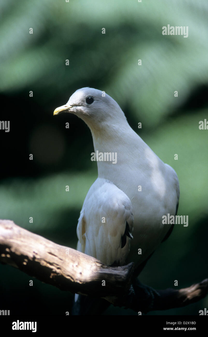 Australia, wildlife, native animals, Pied Imperial Pigeon Stock Photo ...