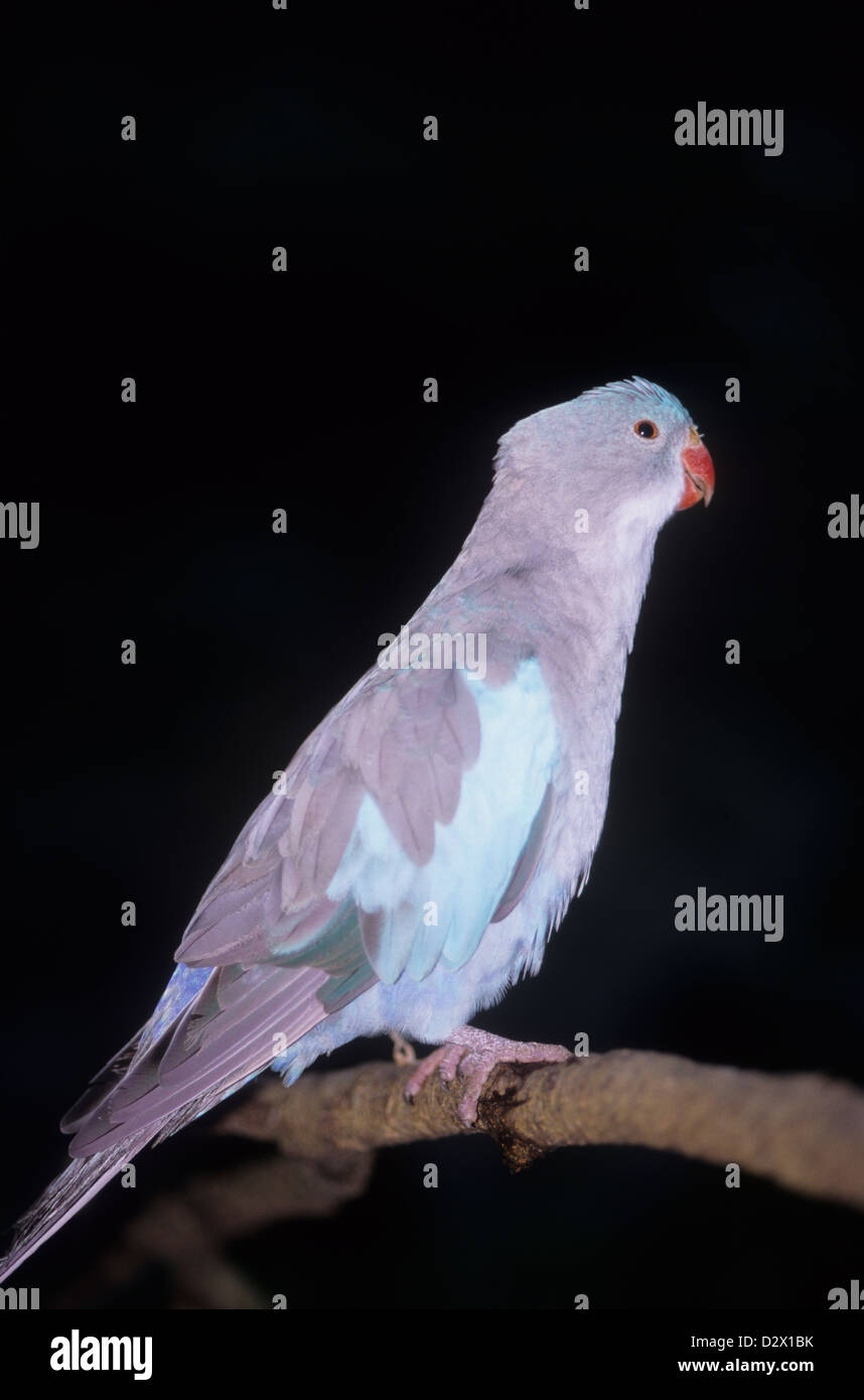 Bourkes parrot hi-res stock photography and images - Alamy