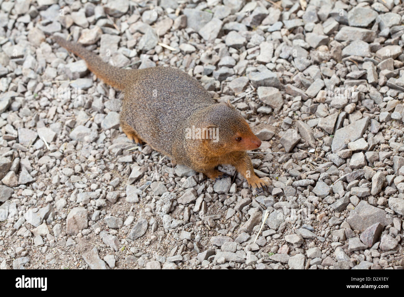 The Dwarf mongoose as it scrounges for scaps at a tourist piknick area ...