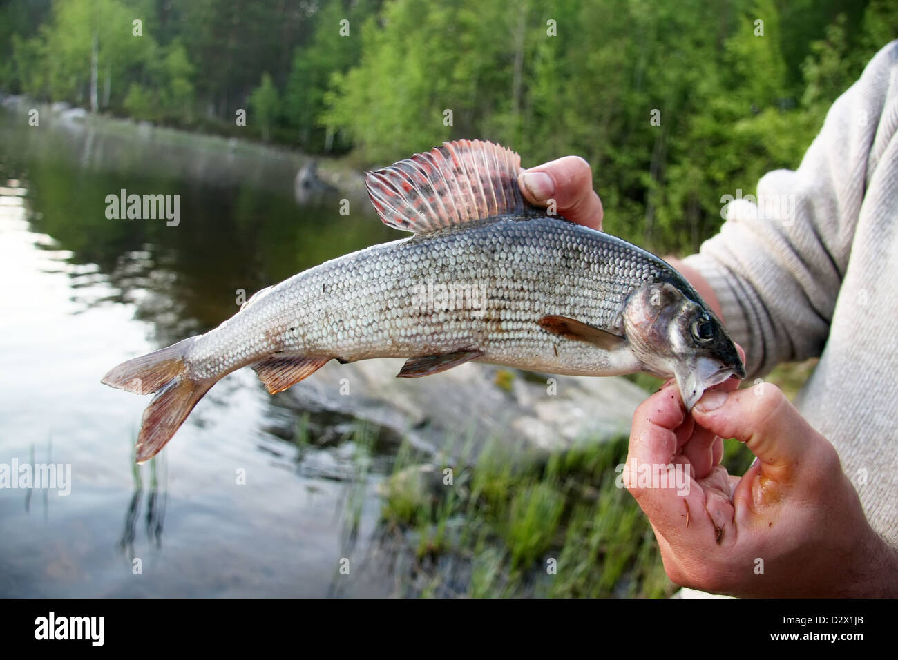 Grayling fish hi-res stock photography and images - Alamy