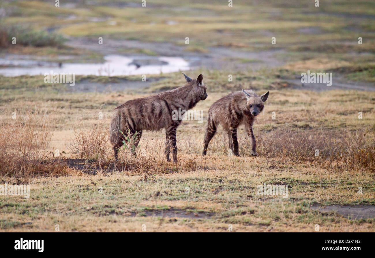 Striped hyena hi-res stock photography and images - Alamy