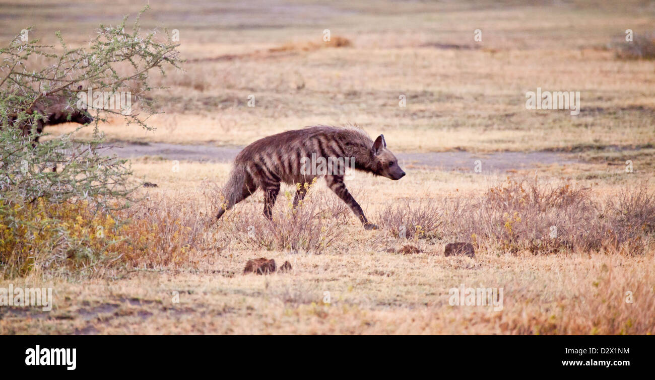 Serengeti plains hyena hi-res stock photography and images - Alamy