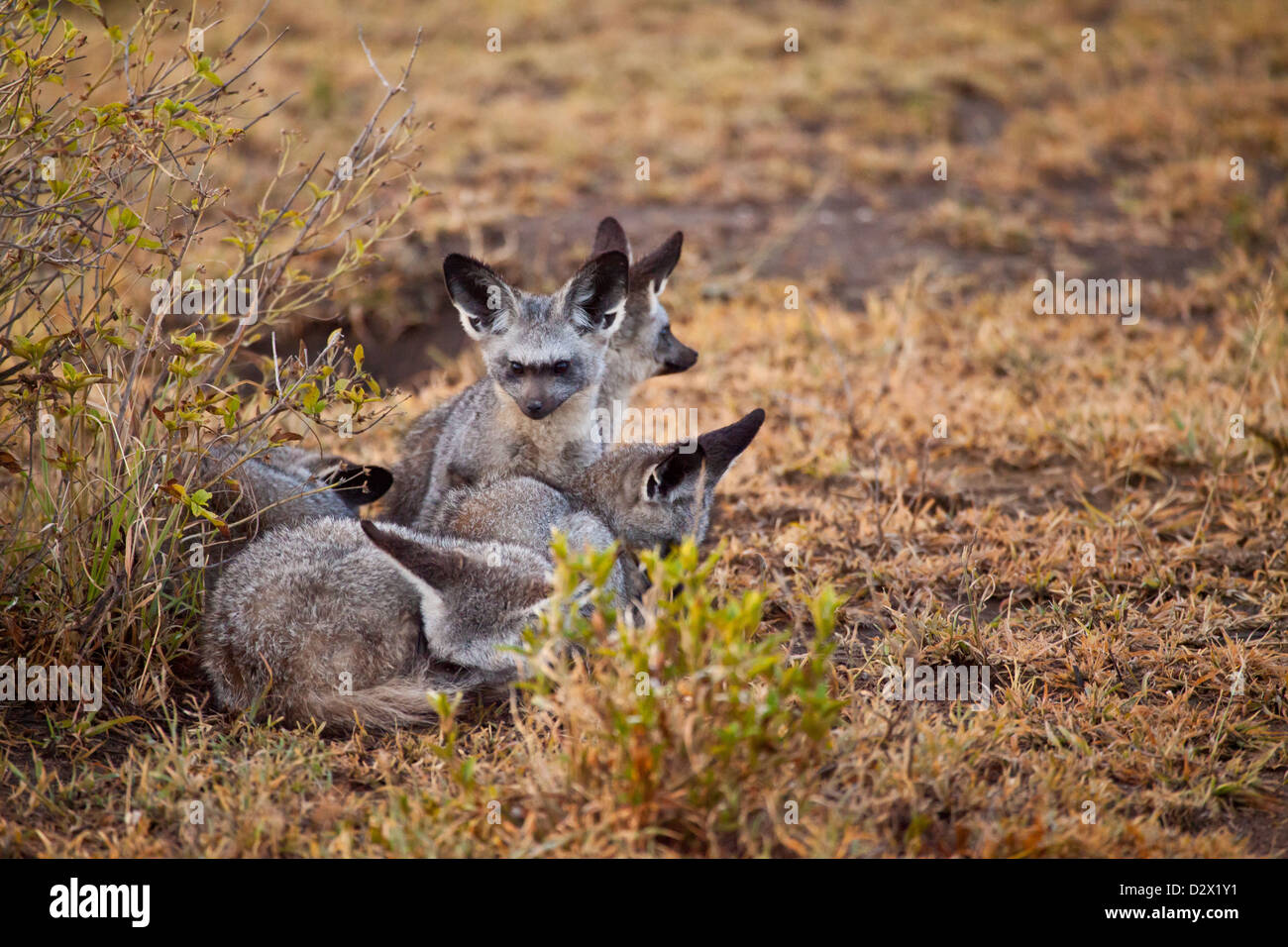 A group of Bat-Eared foxes huddle together in the early morning chill ...
