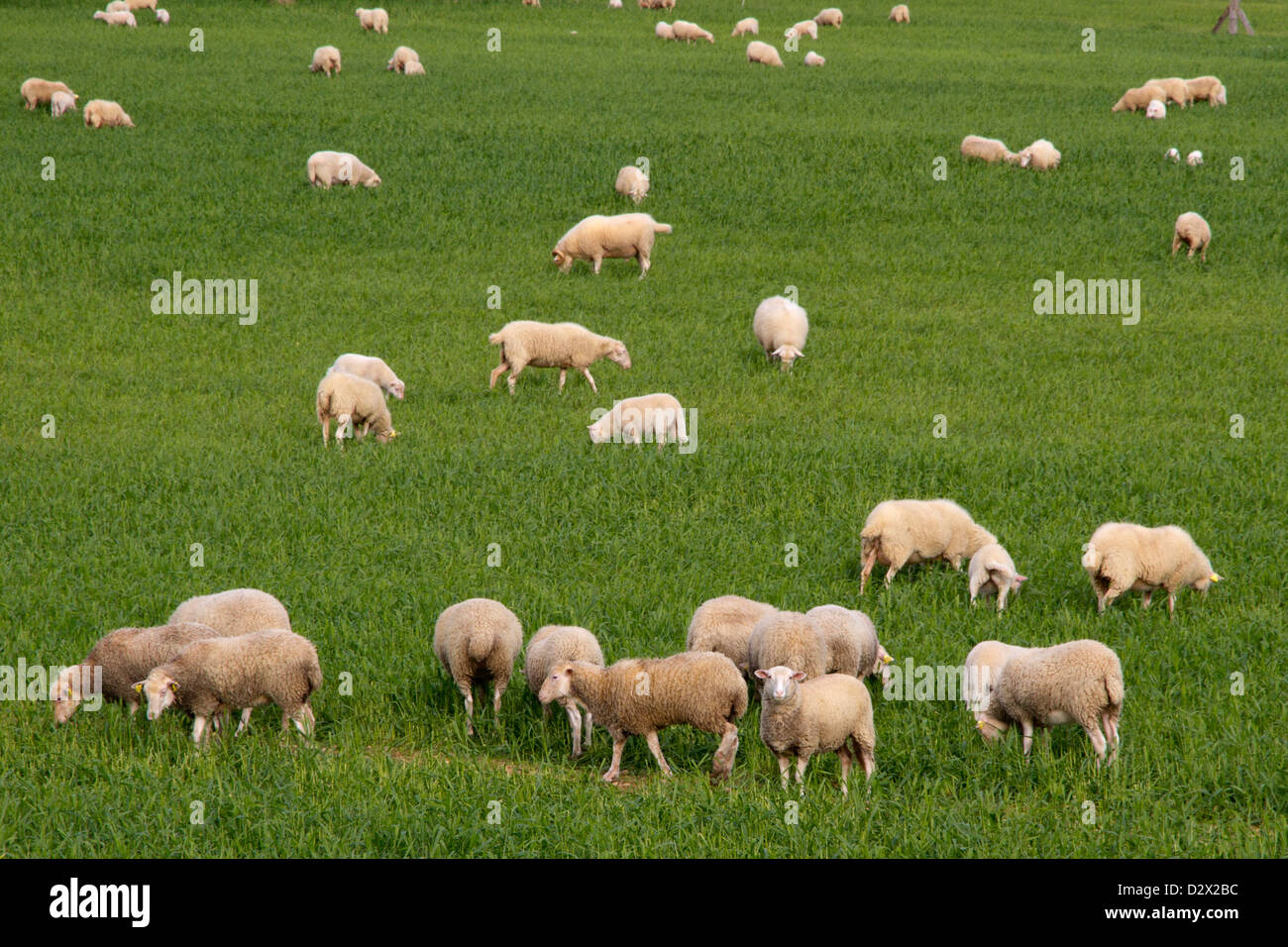 sheep flock grazing country field Mallorca Balearic Spain Stock Photo ...