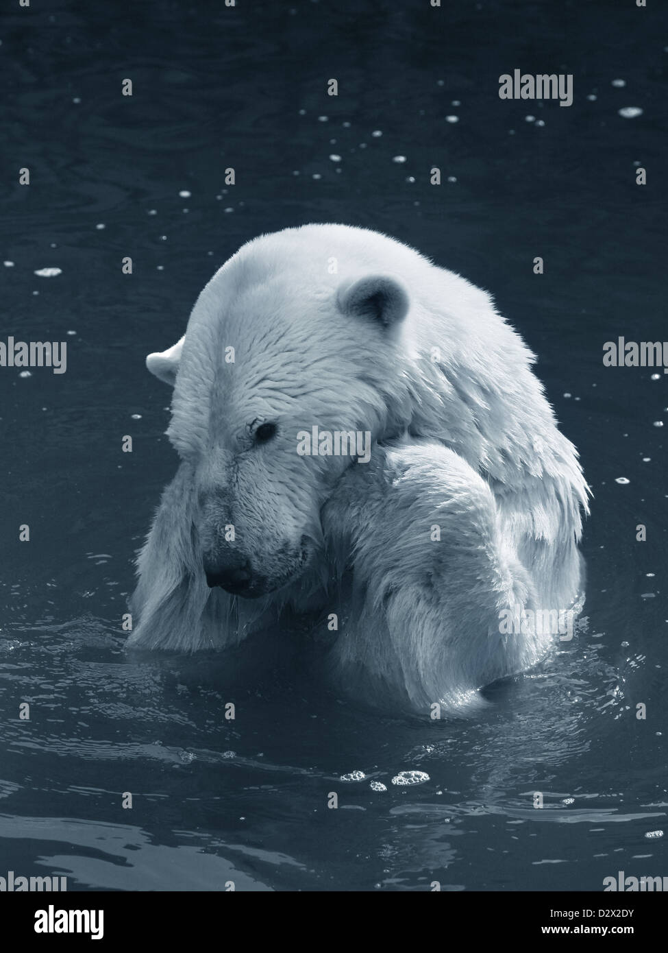 Sad polar bear hi-res stock photography and images - Alamy