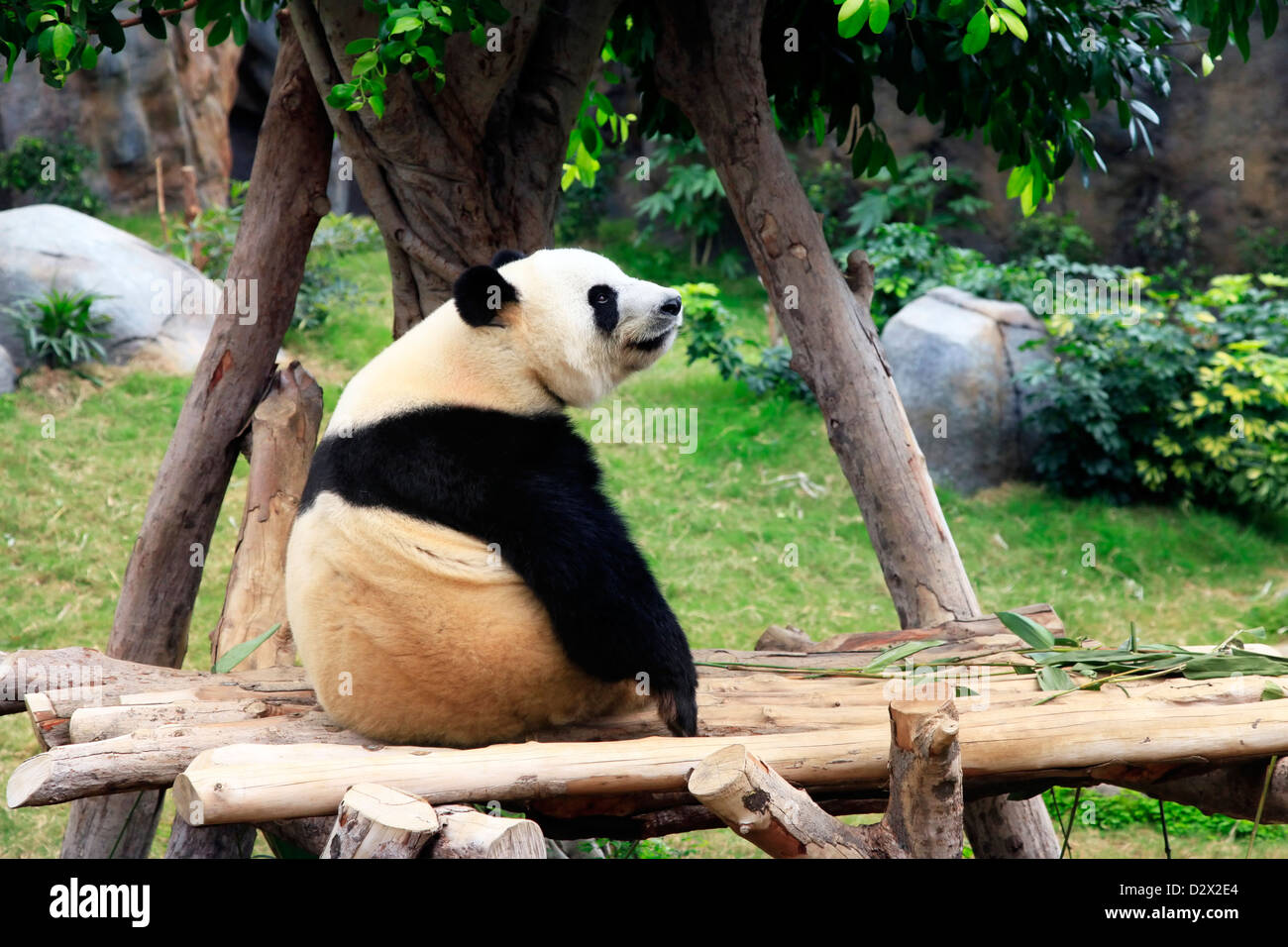 Grand panda bear in zoo Hong Kong Stock Photo - Alamy