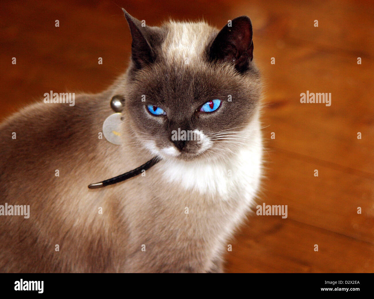 Blue eyed cat hi-res stock photography and images - Alamy