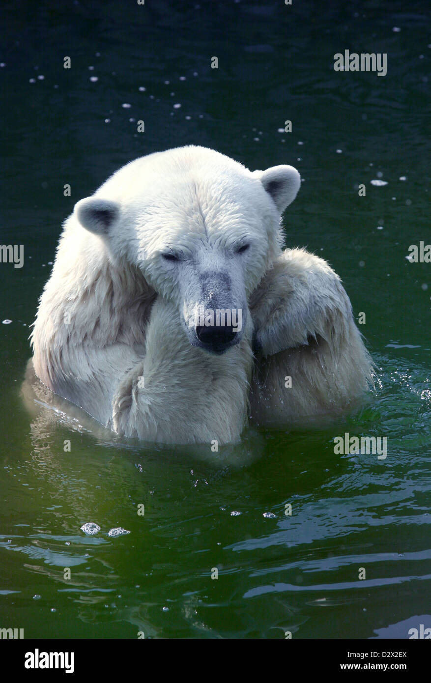 Sad polar bear in water Stock Photo - Alamy