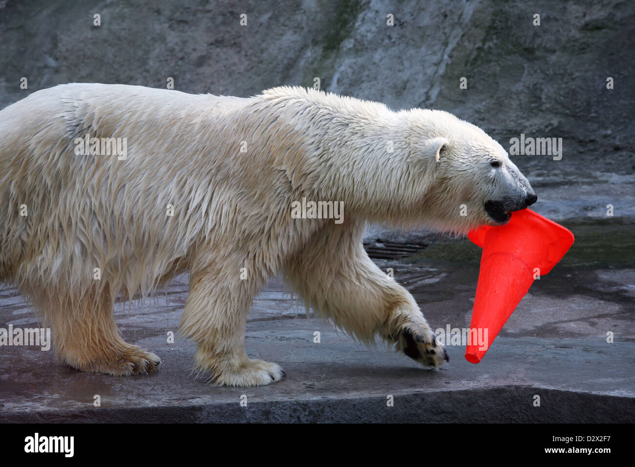 Polar bear with a road cone Stock Photo - Alamy
