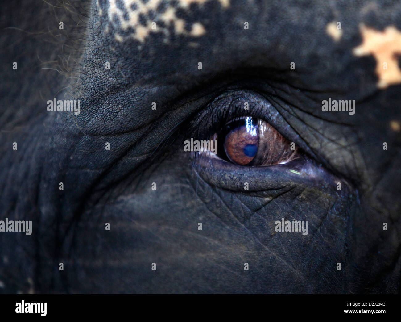 Elephant eye close hi-res stock photography and images - Alamy
