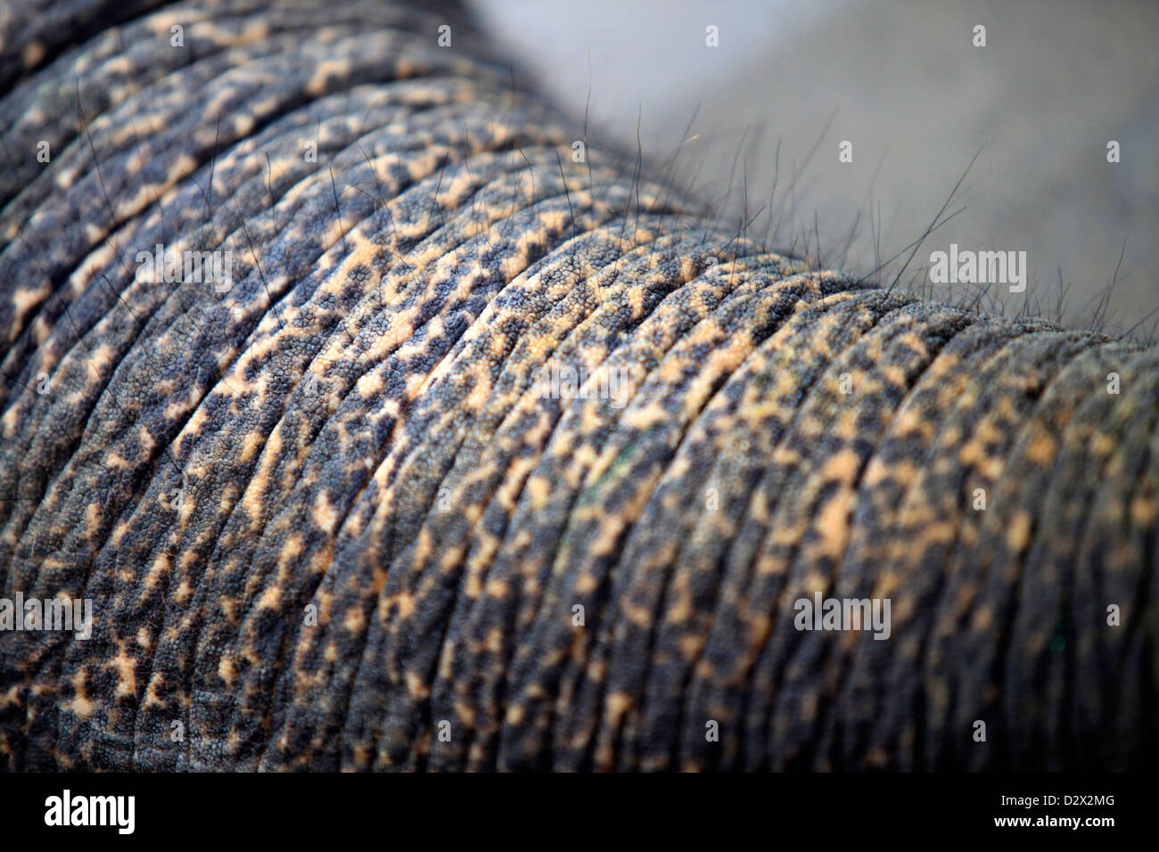 Trunk of the elephant close-up Stock Photo - Alamy