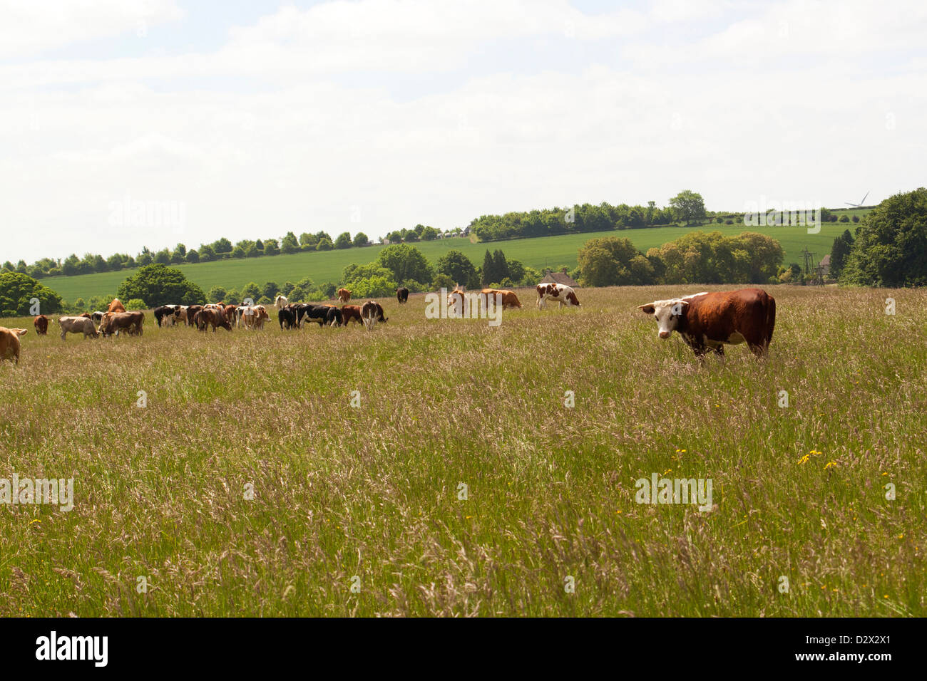 Cow cows long grass hi-res stock photography and images - Alamy