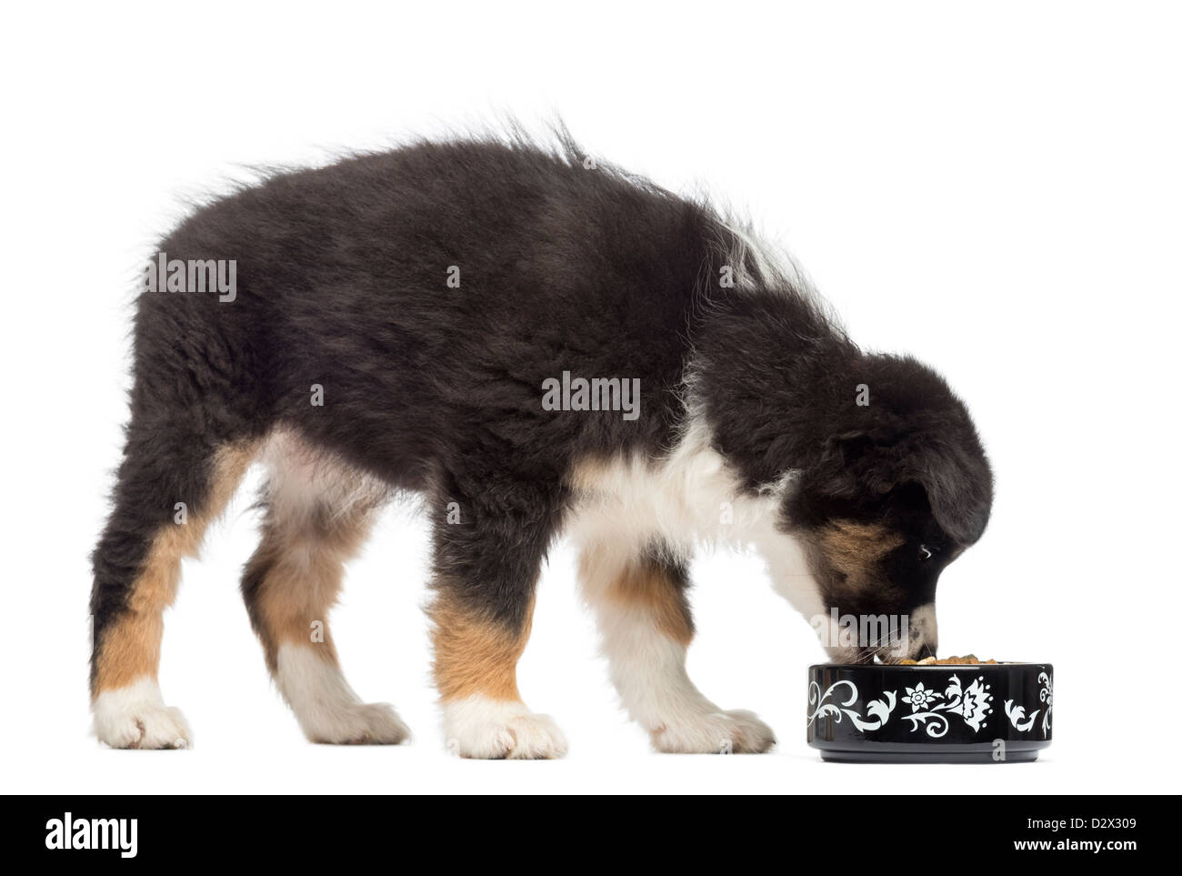 Australian shepherd puppy standing hi-res stock photography and images ...