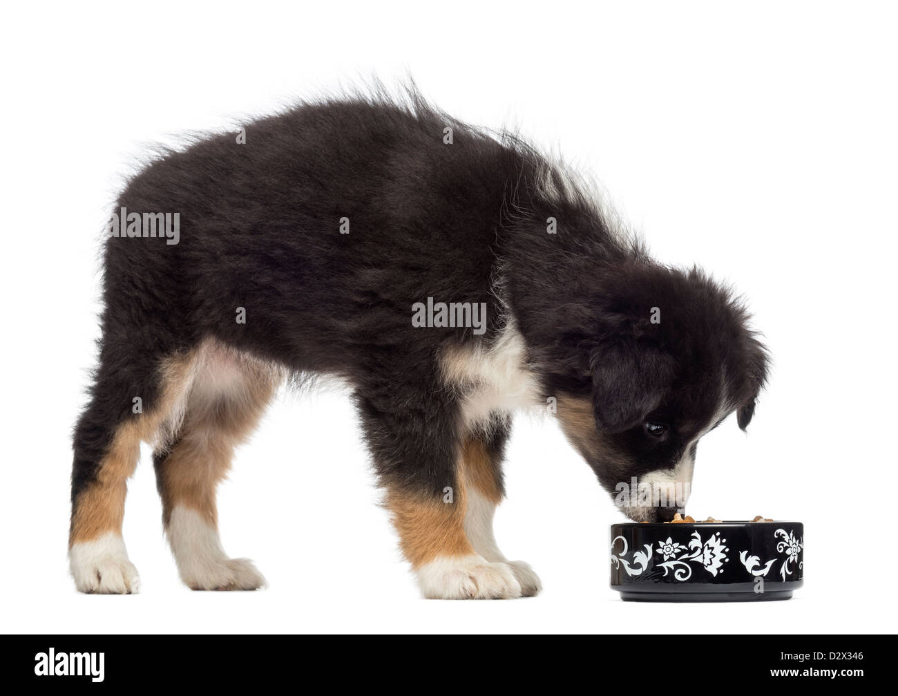 Australian shepherd puppy standing hi-res stock photography and images ...
