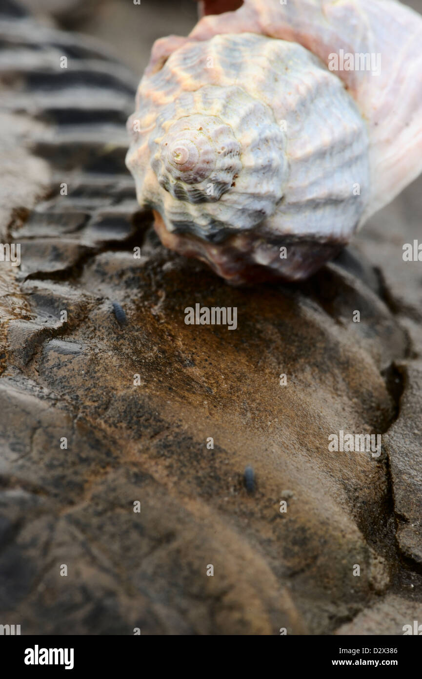 Pabay High Resolution Stock Photography and Images - Alamy