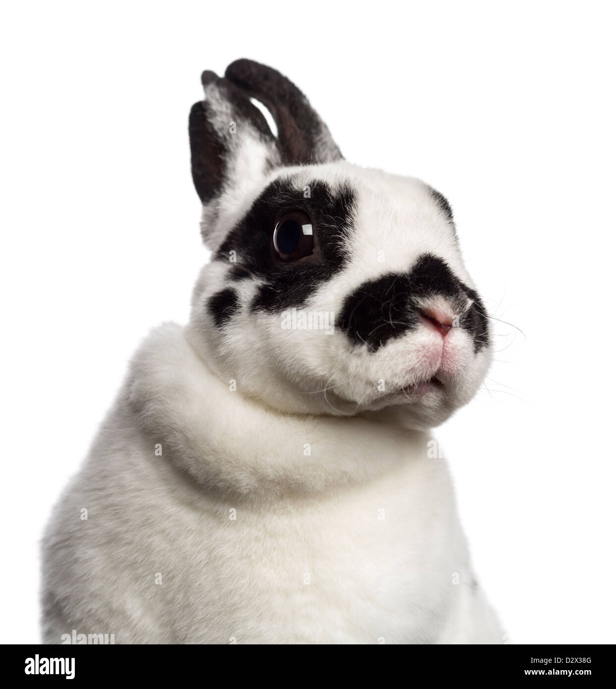 Close-up of Dalmatian rabbit, Oryctolagus cuniculus, against white ...