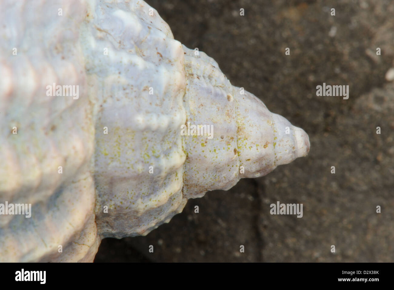 Pointed shell on the beach at Pabay Stock Photo - Alamy