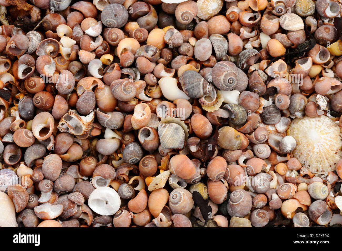 Shell beach on Pabay Island Stock Photo - Alamy
