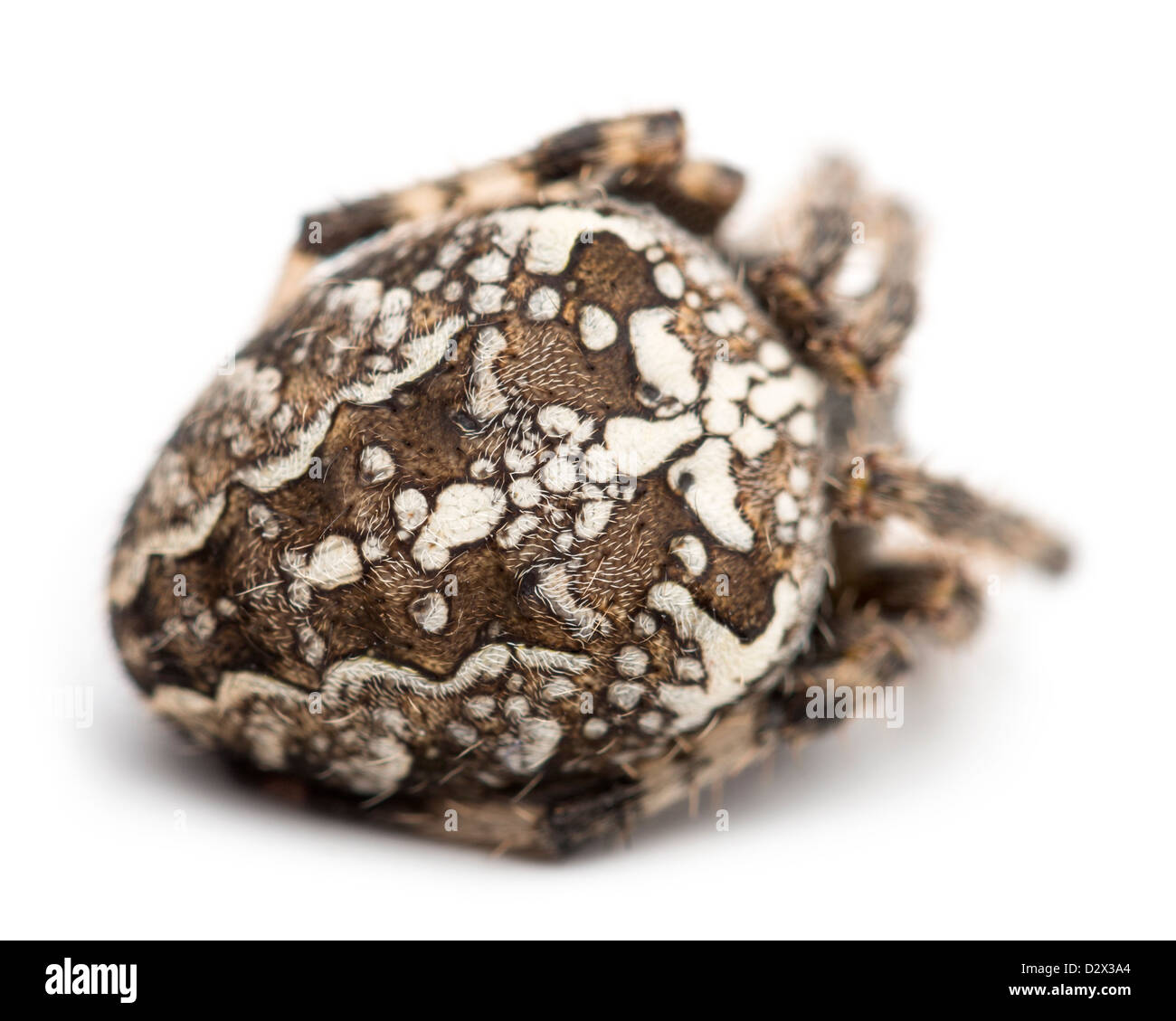 Rear view of an European garden spider, Araneus diadematus, curled up ...