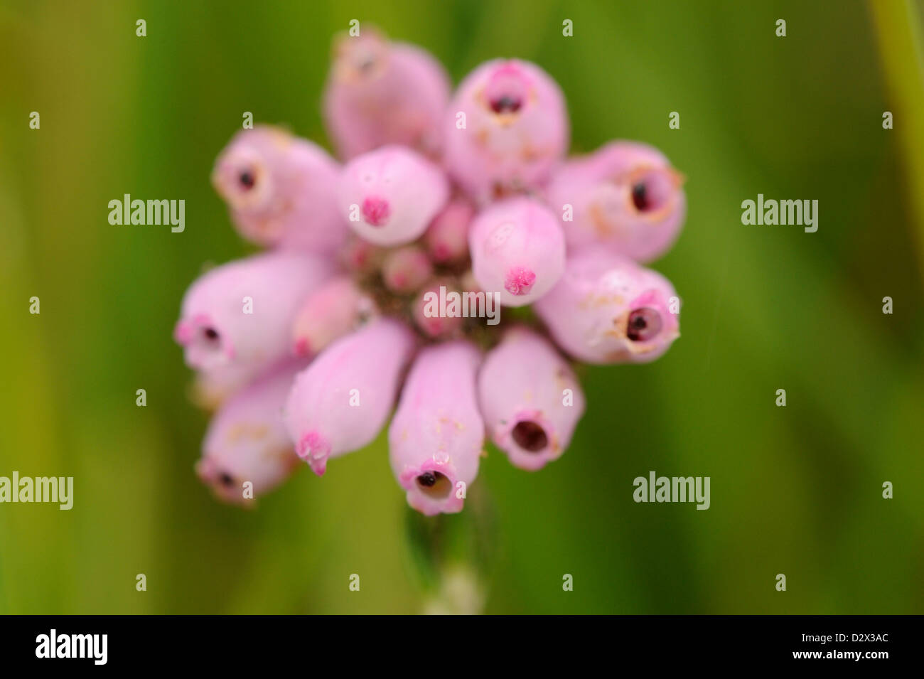 Cross leaved heath (Erica Tetralix) on the Sandaig Islands Stock Photo ...