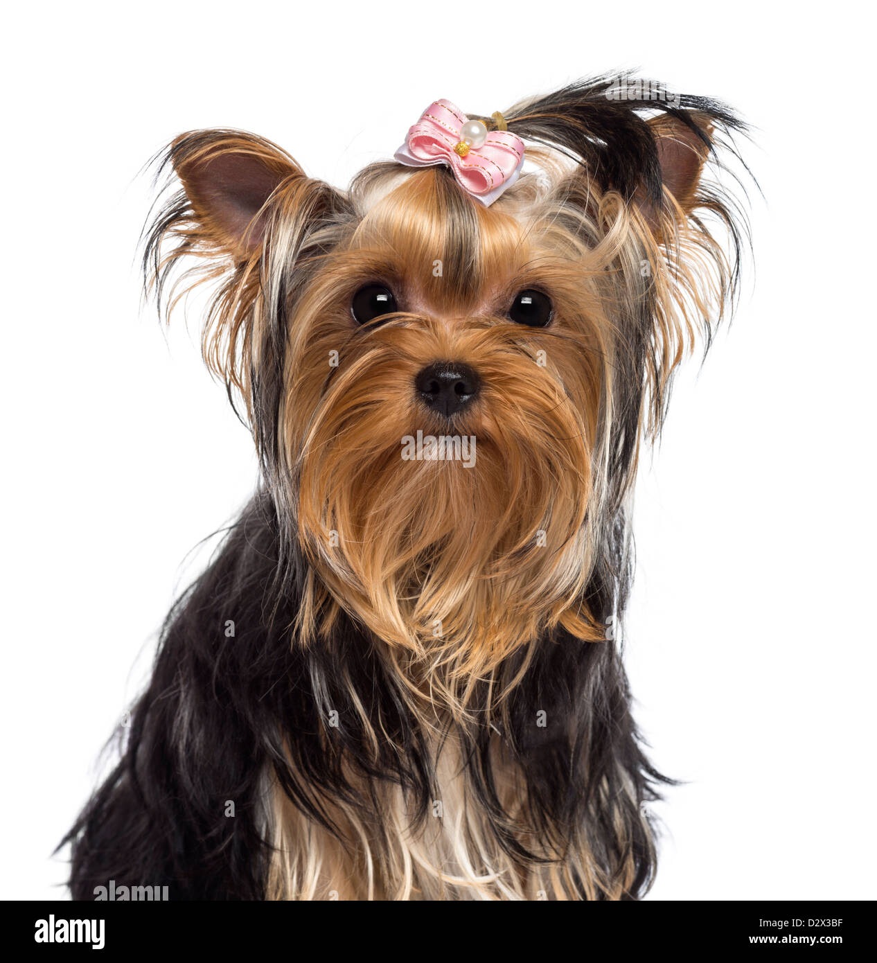 Vertical portrait yorkshire terrier hi-res stock photography and images ...