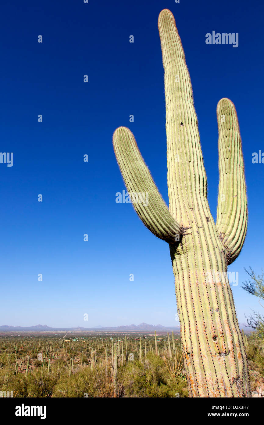 Giant Cactus in Saguaro N.P. , Arizona, USA Stock Photo - Alamy