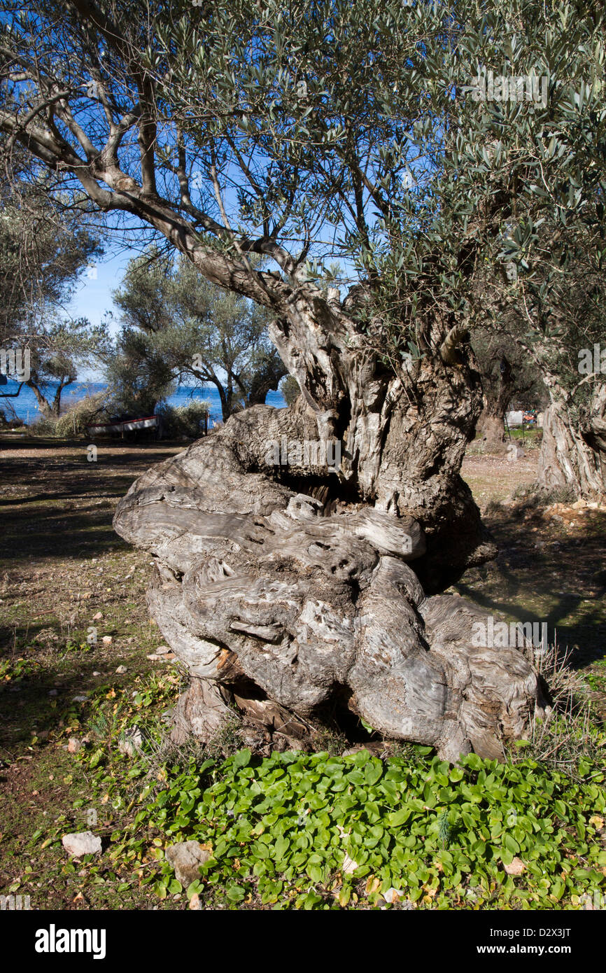 Mediterranean trees hi-res stock photography and images - Alamy