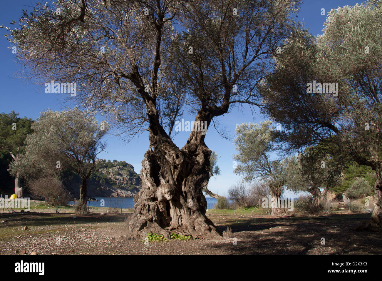 Mediterranean trees hi-res stock photography and images - Alamy