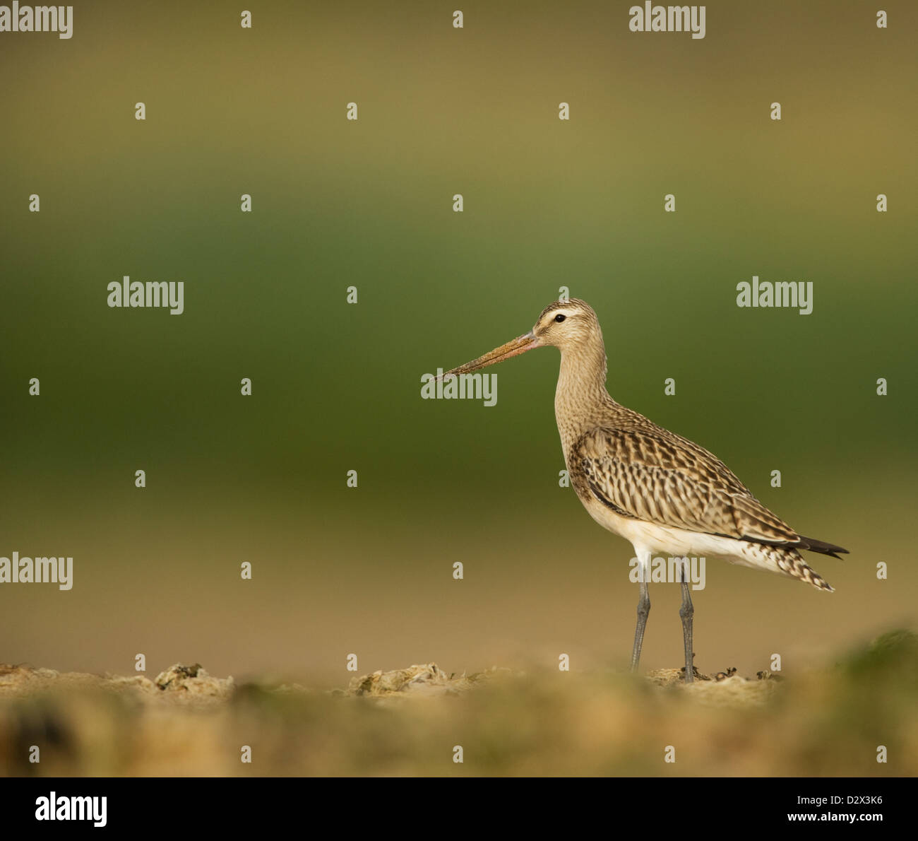 BAR-TAILED GODWIT Limosa lapponica. Stood on beach in Winter sun Stock ...