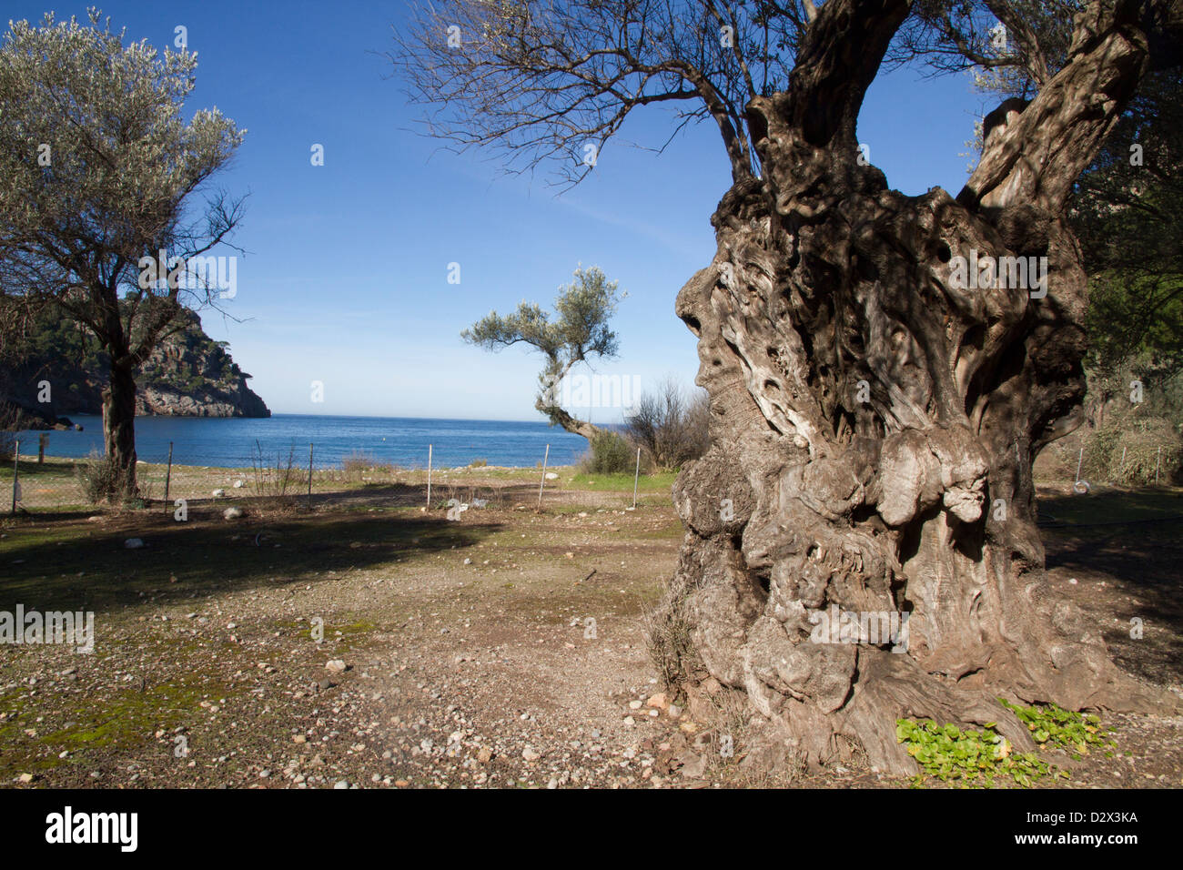 Mediterranean olive tree sea High Resolution Stock Photography and ...