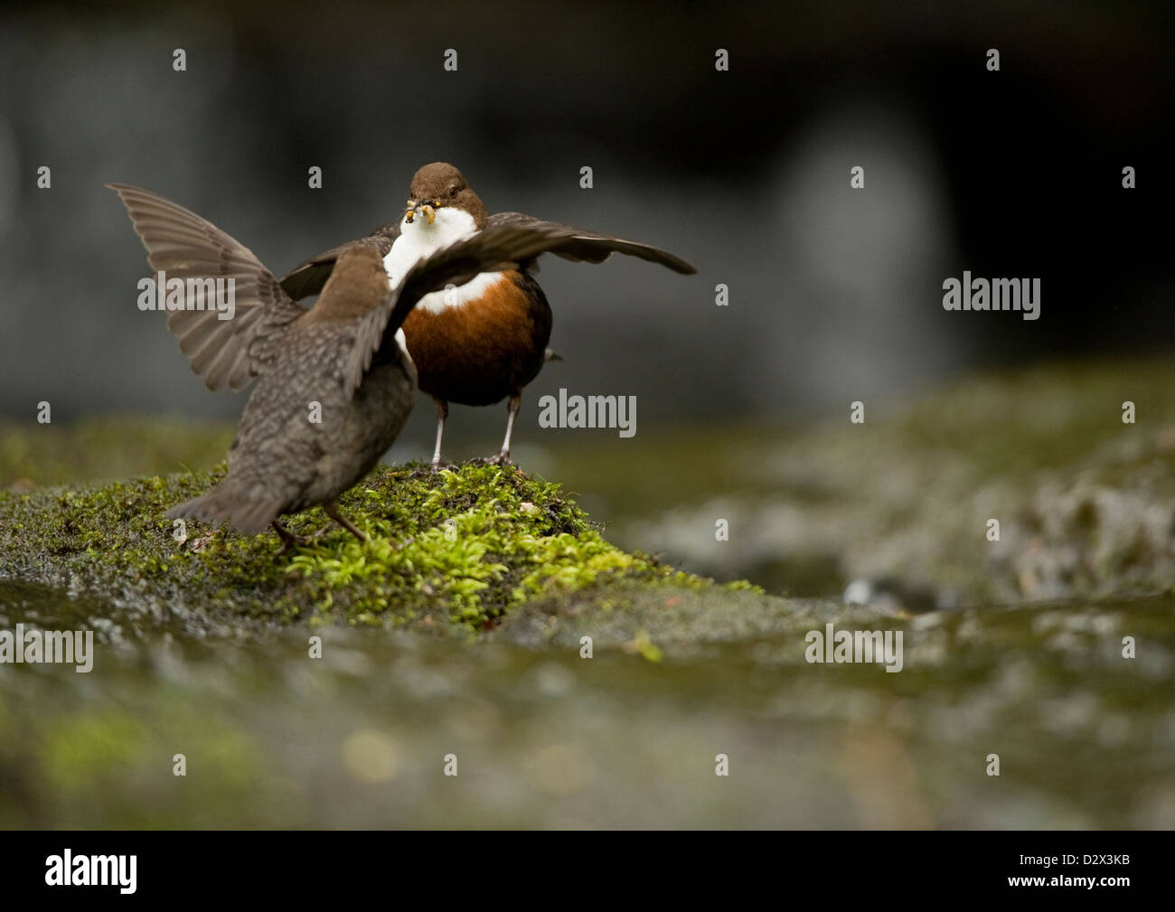 Dipper bird hi-res stock photography and images - Alamy