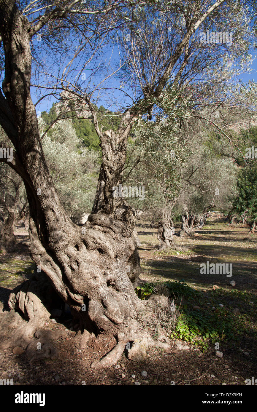 Olive tree old in Cala Tuent Serra Tramuntana Mediterranean Mallorca ...